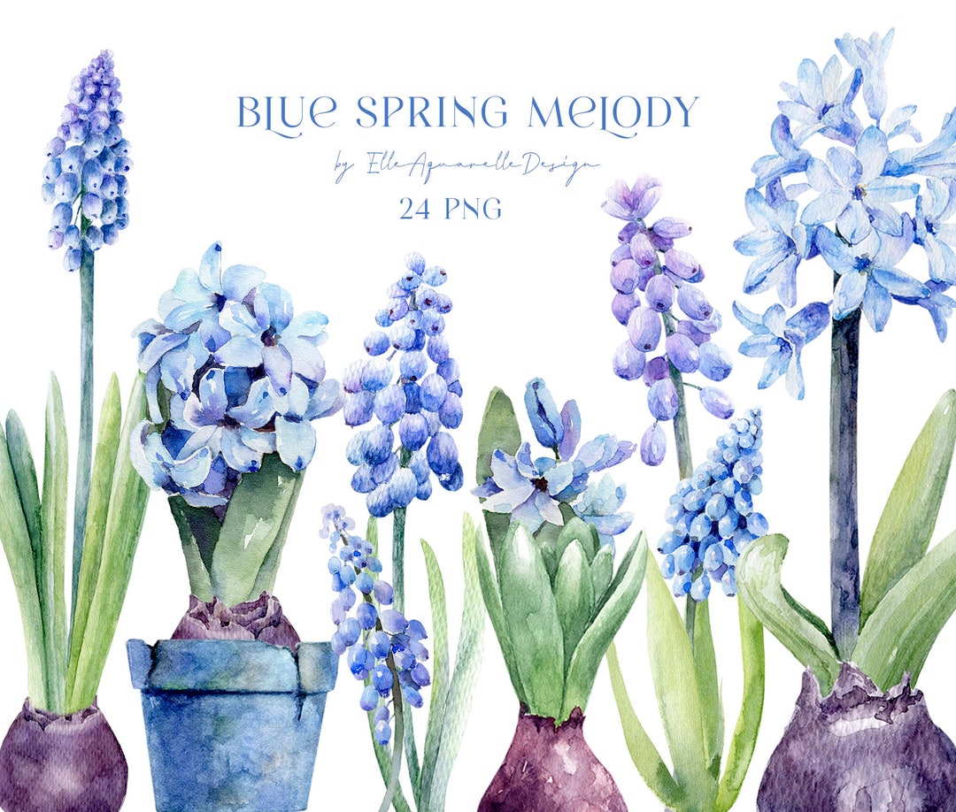 Blue Spring Flowers Watercolor Clipart, Hyacinth, Muscari Png, Blue ...