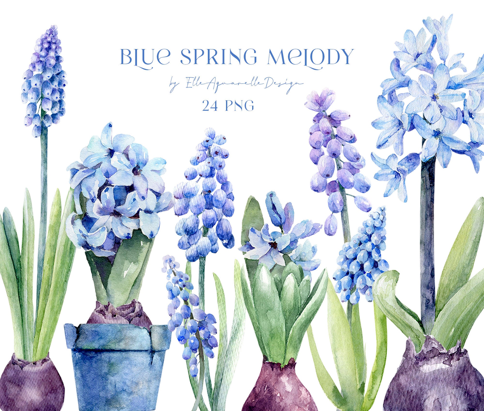 Blue Spring Flowers Watercolor Clipart Hyacinth Muscari Png - Etsy