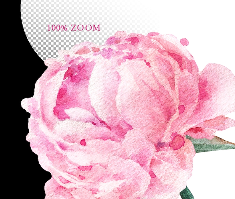 Watercolor Peonies Clipart Peony Clip Art Wedding Floral - Etsy