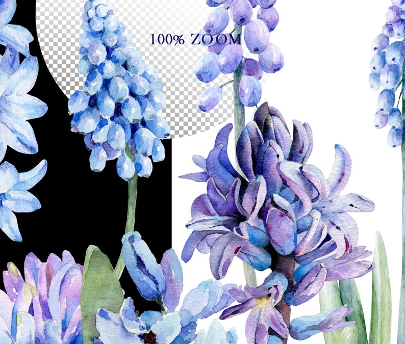 Spring Clipart Blue Flowers Watercolor Clip Art Hyacinth - Etsy