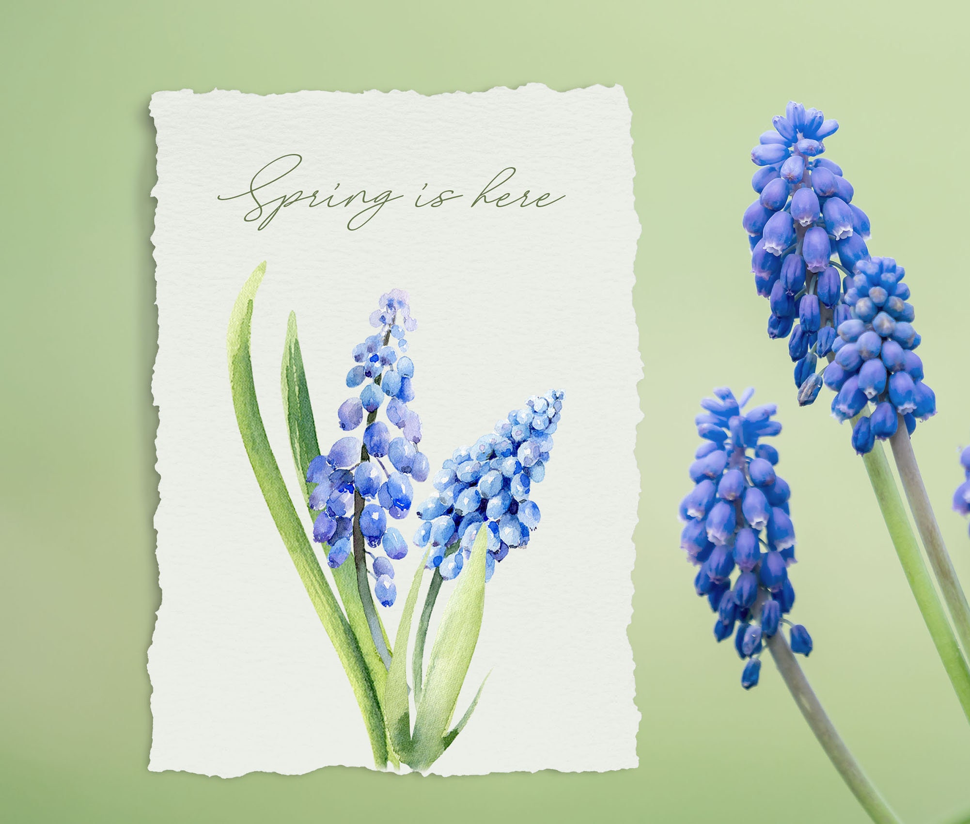 Blue Spring Flowers Watercolor Clipart, Hyacinth, Muscari Png, Blue ...