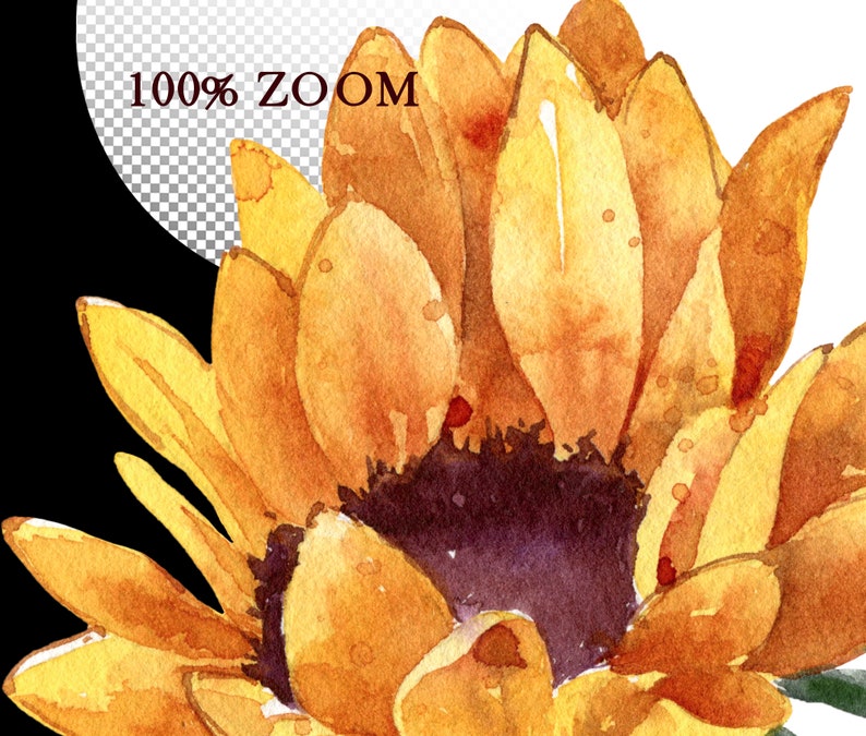 Watercolor Sunflower Clipart Sunflowers Png Wedding - Etsy