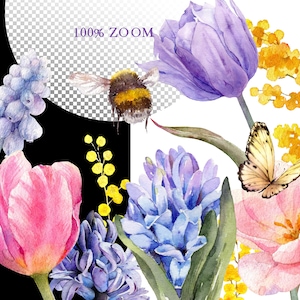 Watercolor Spring Flower Clipart, Tulip Clip Art, Spring Clipart ...