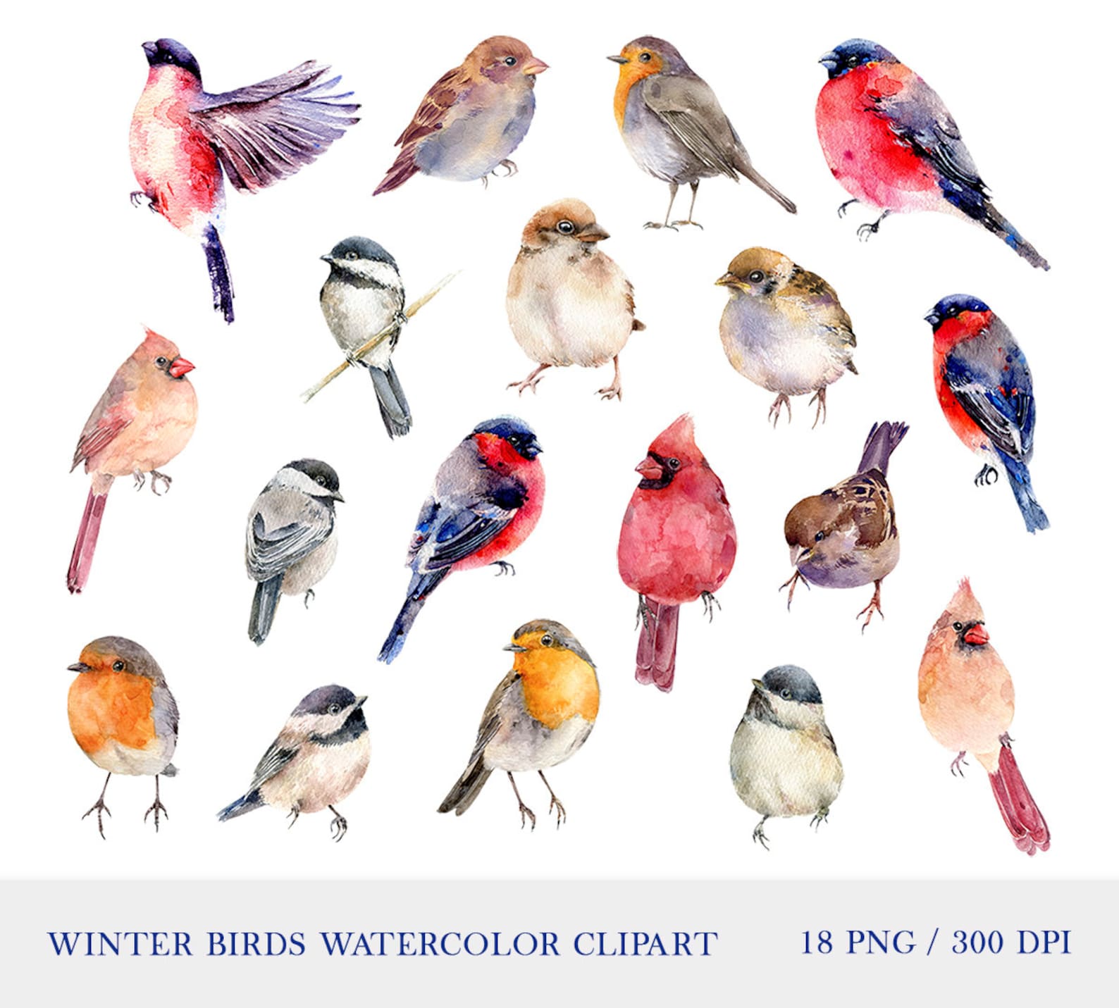 Winter Birds Watercolor Clipart, Bullfinch, Chickadee, Red Cardinal ...