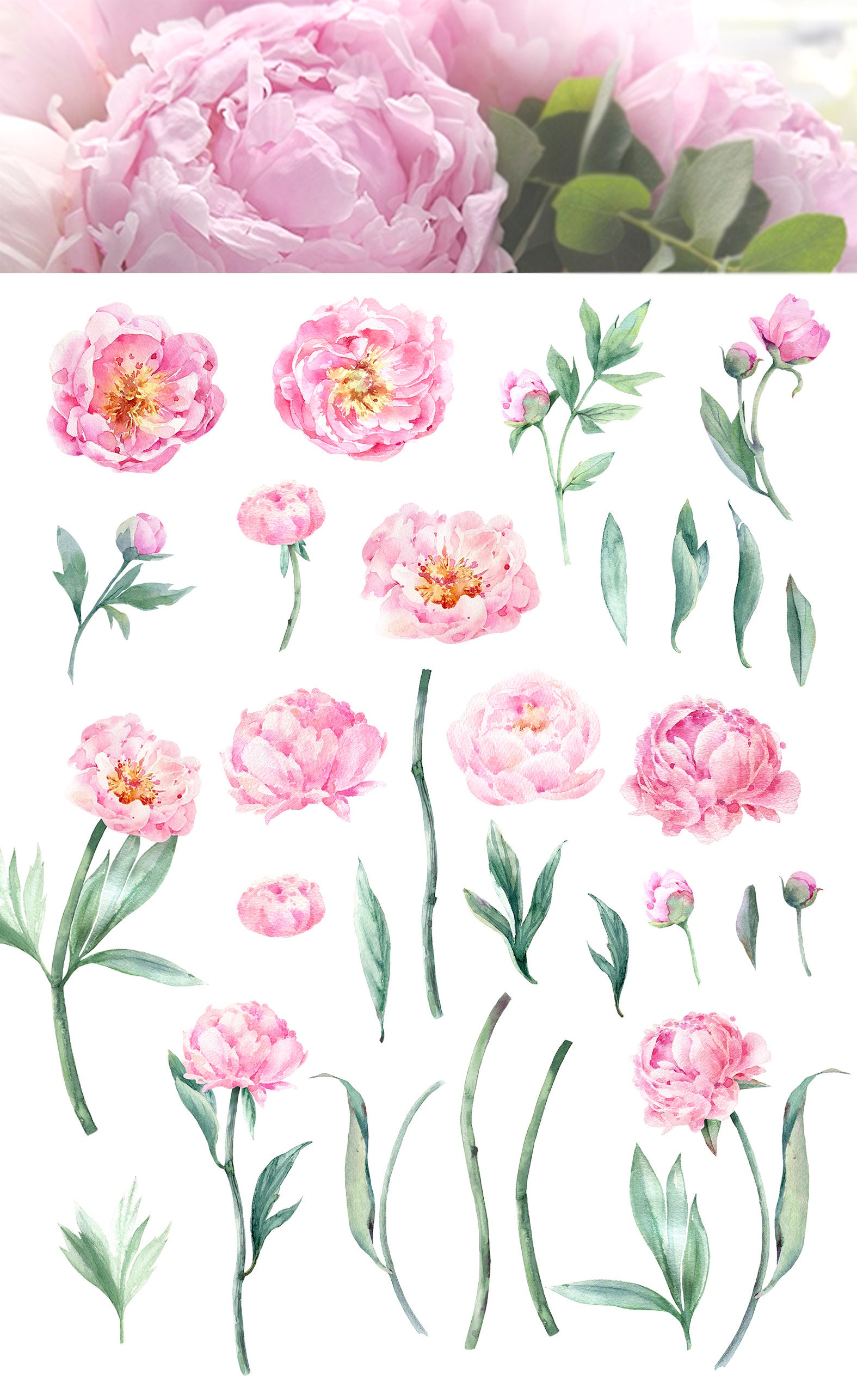 Watercolor Peonies Clipart Peony Clip Art Wedding Floral - Etsy