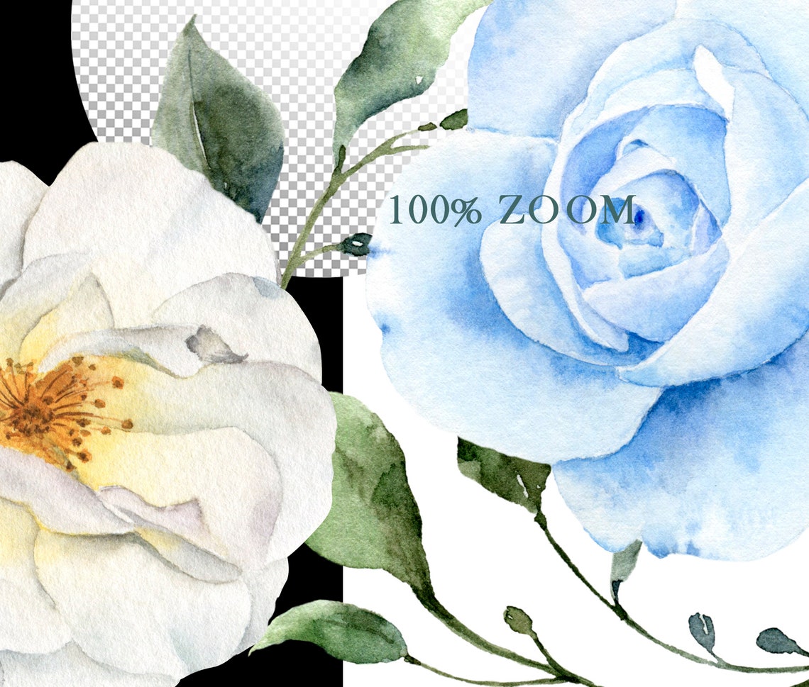 Watercolor Roses Clipart Floral Clipart Roses Png White - Etsy