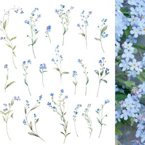 Forget Me Not Watercolor Clipart, Blue Flowers Clip Art, Forget Me Not ...