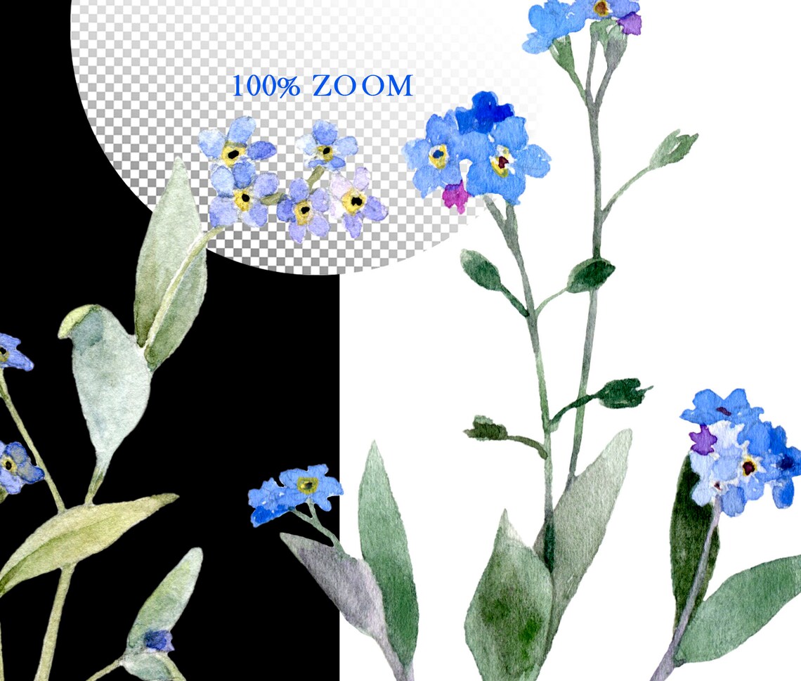 Forget Me Not Watercolor Clipart Blue Flowers Png Digital - Etsy