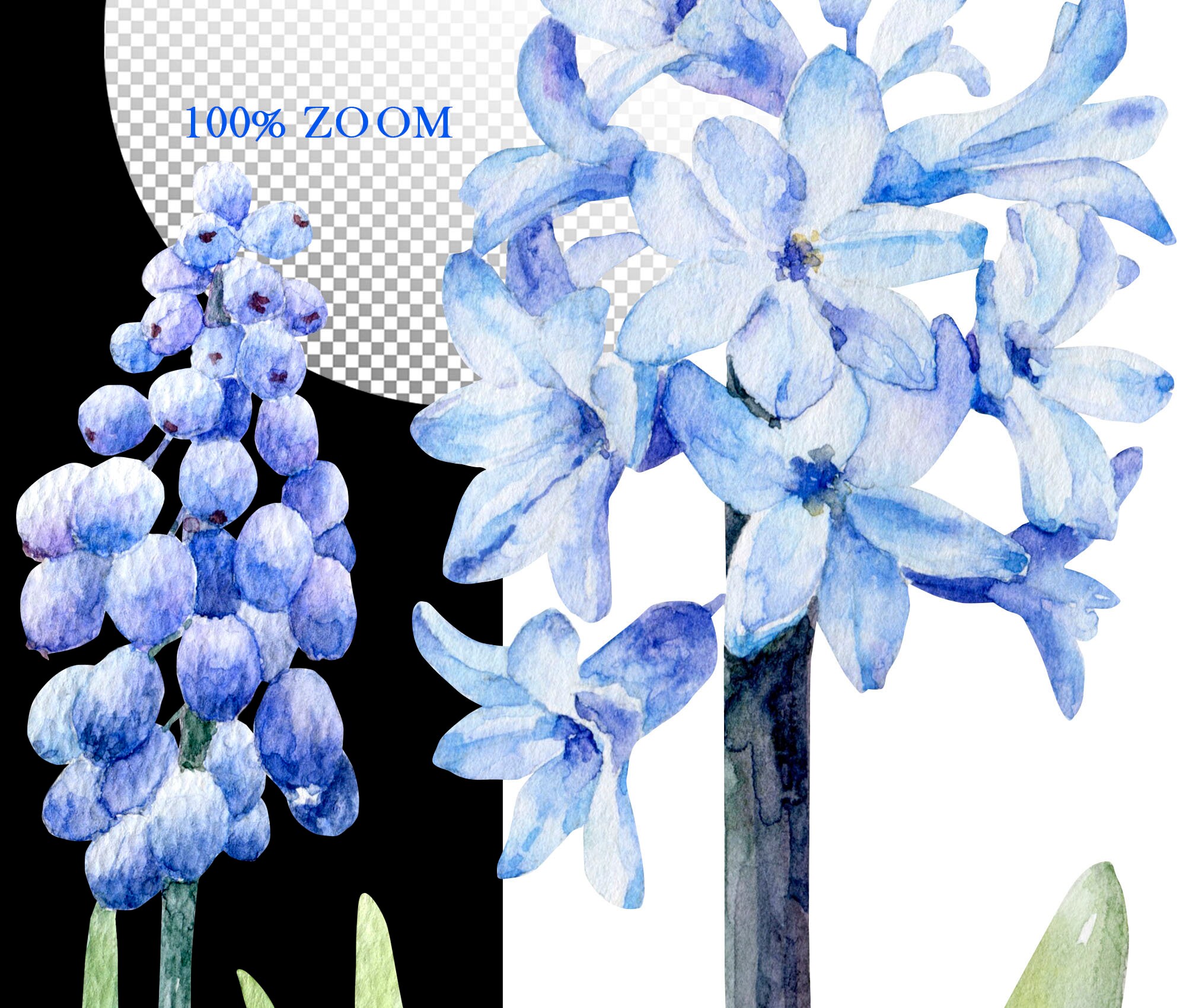 Blue Spring Flowers Watercolor Clipart, Hyacinth, Muscari Png, Blue ...