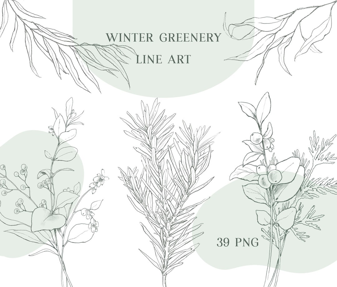Winter Greenery Line Art Clipart Png, Commercial, Pencil Sketch ...