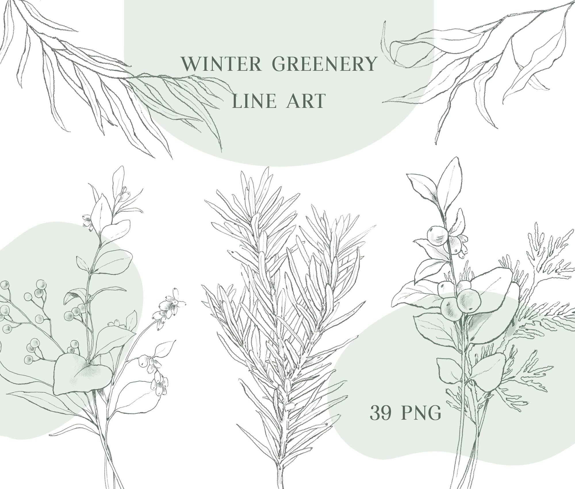 Winter Greenery Line Art Clipart Png Commercial Pencil - Etsy