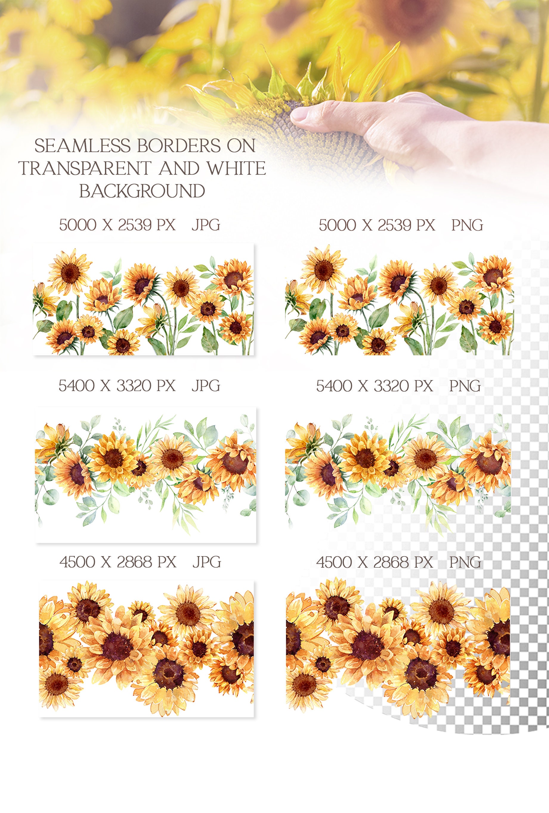 Watercolor Sunflower Seamless Borders Clipart for Card Making Digital ...