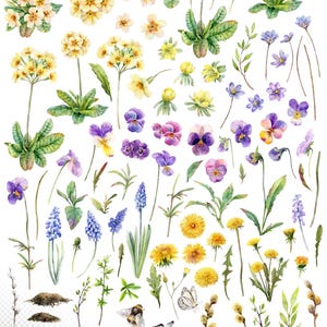 Watercolor Spring Flower Clipart, Pansies, Dandelion Clip Art ...
