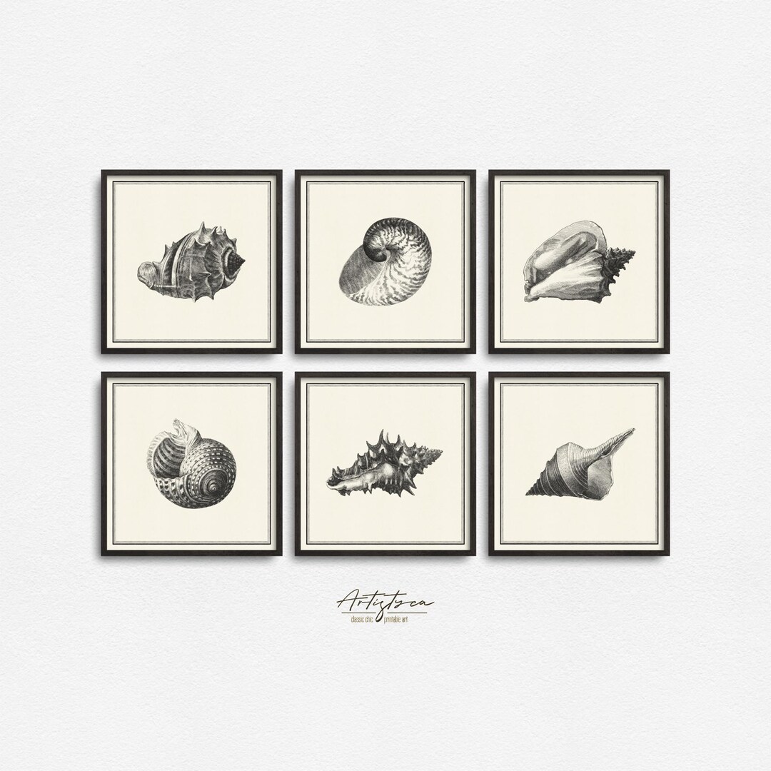 SEASHELL Gallery Wall Art, Print Set of 6, SEASHELL Collection Square ...