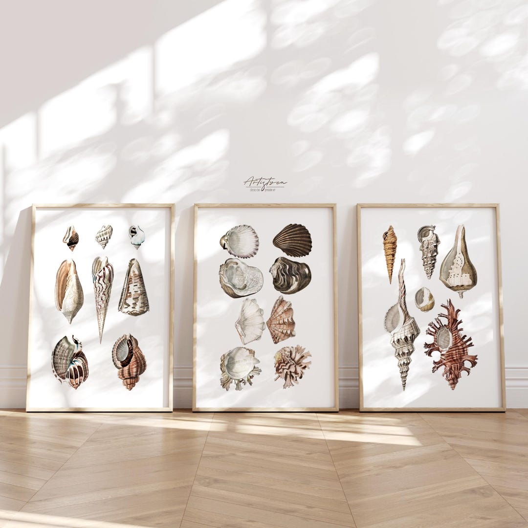 SEASHELL Print Set of 3, SEASHELL Vintage Gallery Wall Art, Three Beach ...