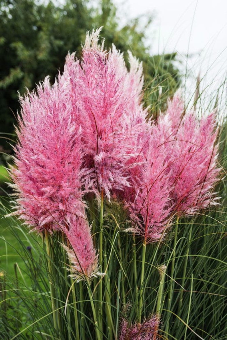 Pampass Grass Pink, 0.1 G / 50 Seeds, Cortaderia Selloana, GMO Free ...