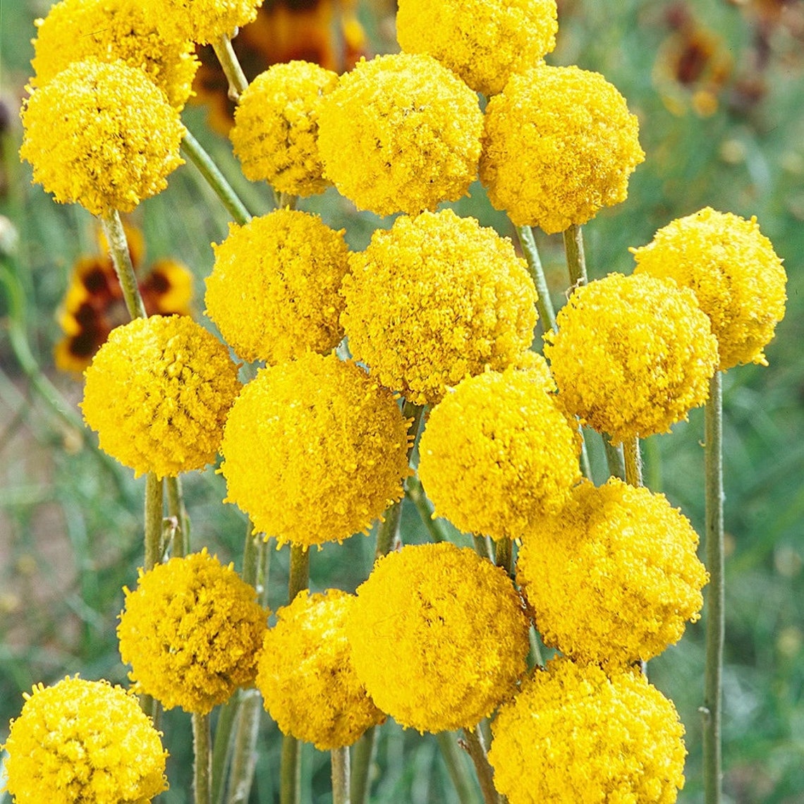 Craspedia, Billy Buttons, Billy Balls, Wollyheads, Drumstick Flowers 0. ...