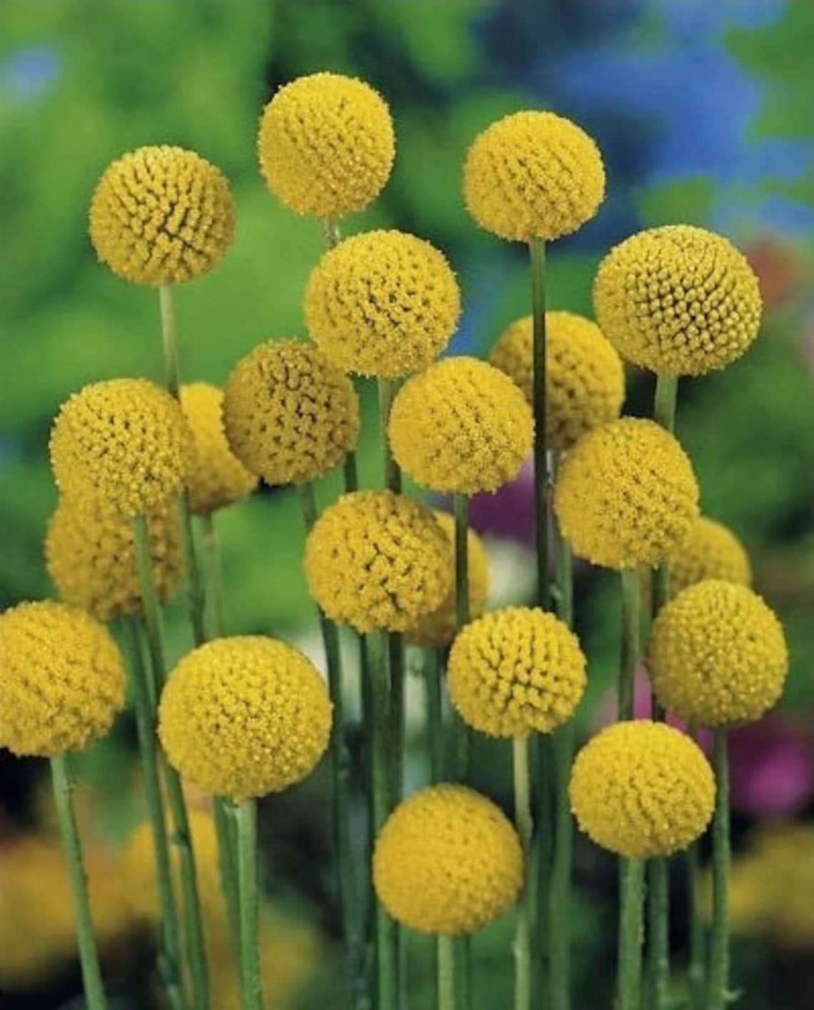 Craspedia, Billy Buttons, Billy Balls, Wollyheads, Drumstick Flowers 0. ...