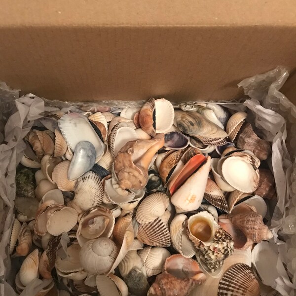 Craft Shells - Etsy