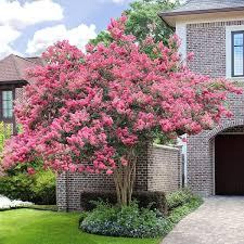 Sioux Crape Myrtle - 8 Inch/1 Gallon Pot - Vibrant Pink Blooms ...