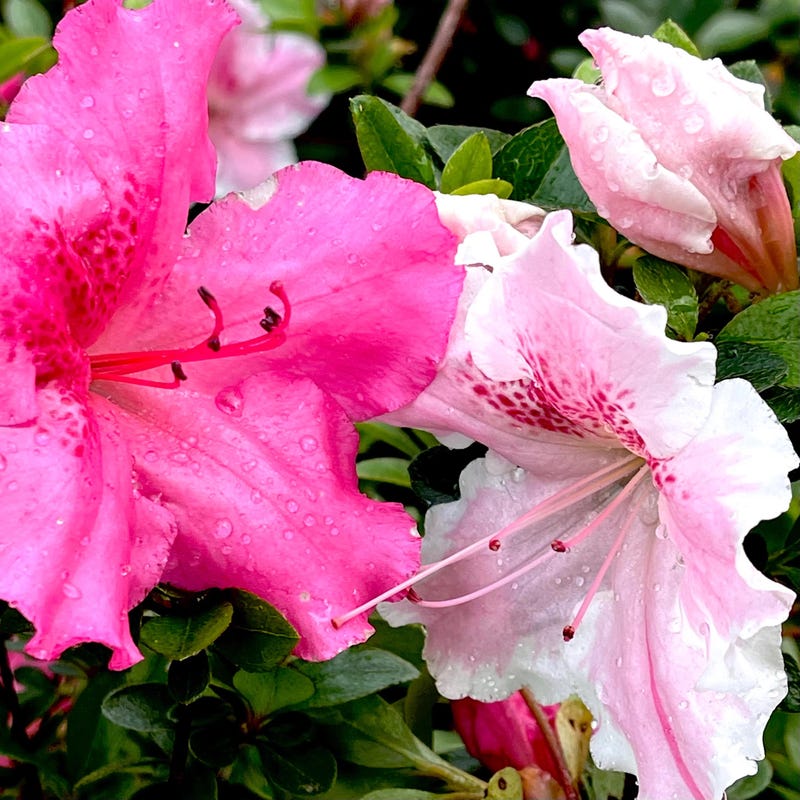 Encore Azaleas - Etsy