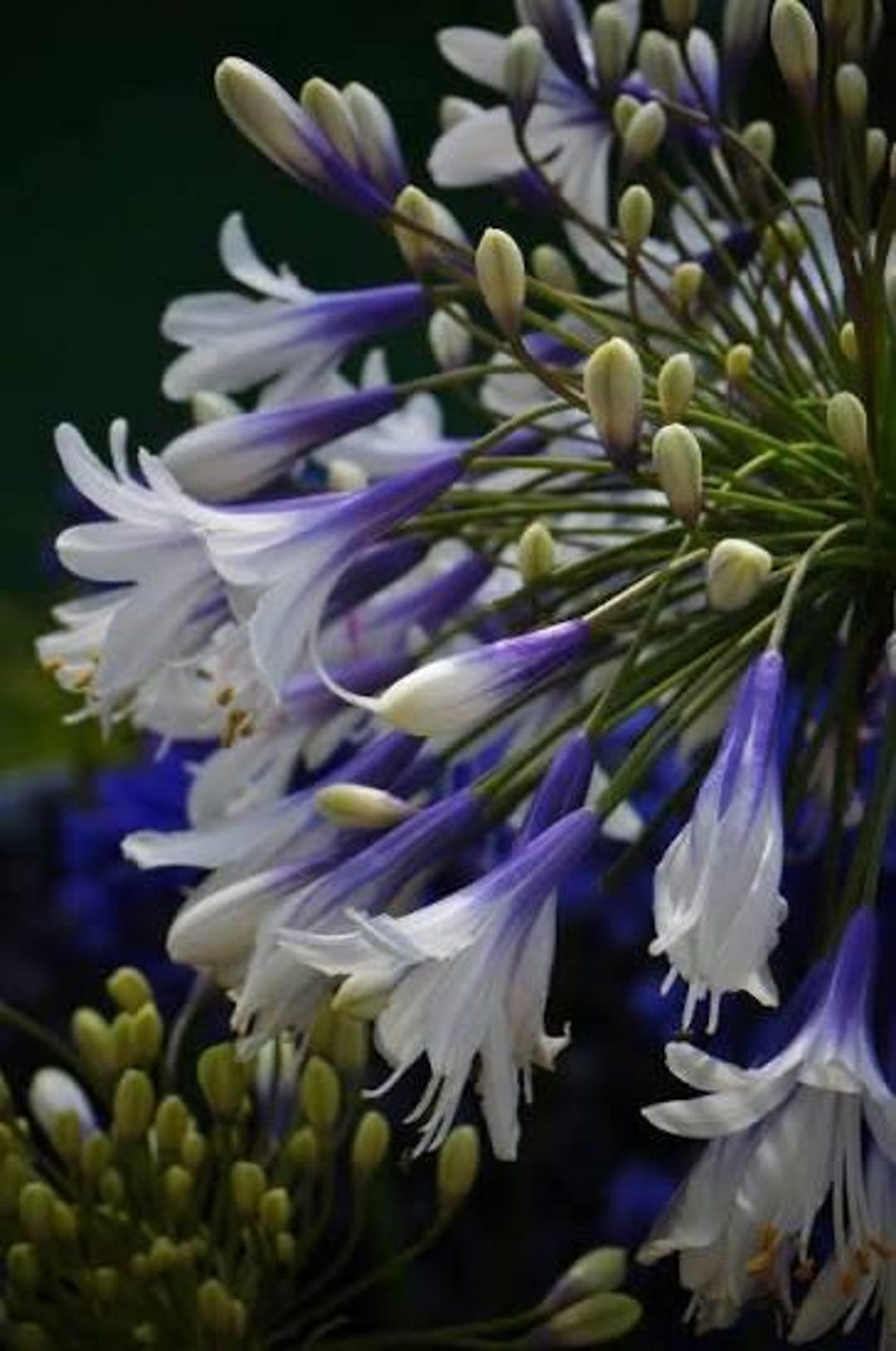 Ever Twlight Agapanthus - 8 Inch(1 Gallon)- Bicolor Lily of the Nile ...