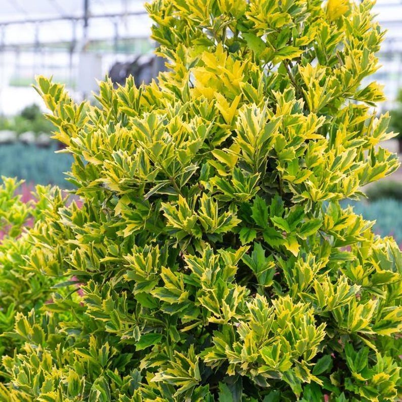 Golden Oakland Holly 1 Gallon – Yellow Variegated Evergreen Privacy ...
