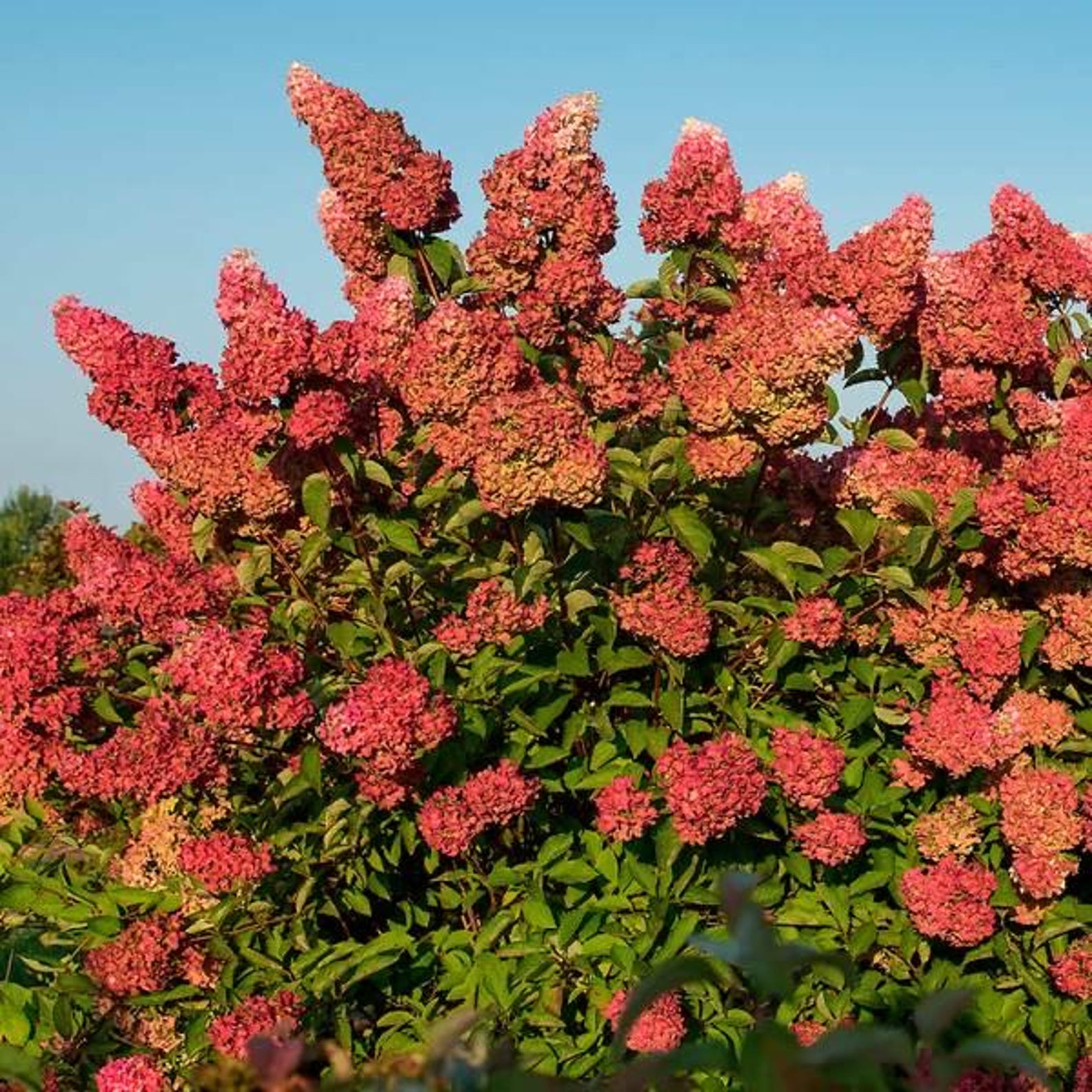 Berry White Hydrangea Tree Shrub – First Editions Panicle Hydrangea ...