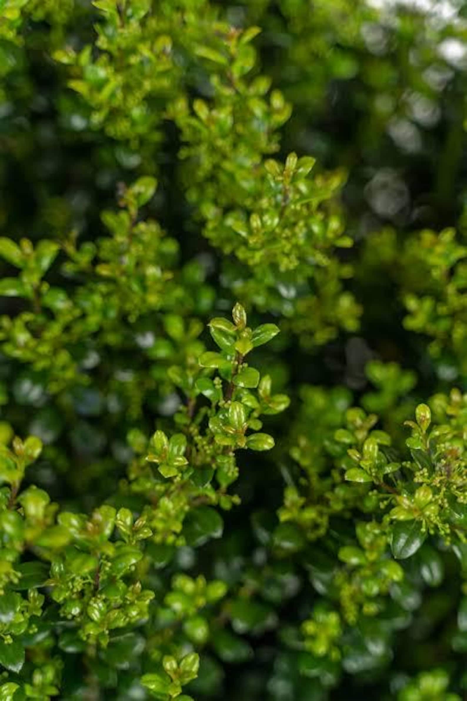Steeds Japanese Holly Shrub Ilex Crenata Steeds Upright Evergreen Hedge ...
