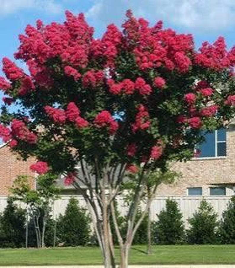 Scarlet Crape Myrtle Live Plant - Colorama Lagerstroemia Indica - 1 ...