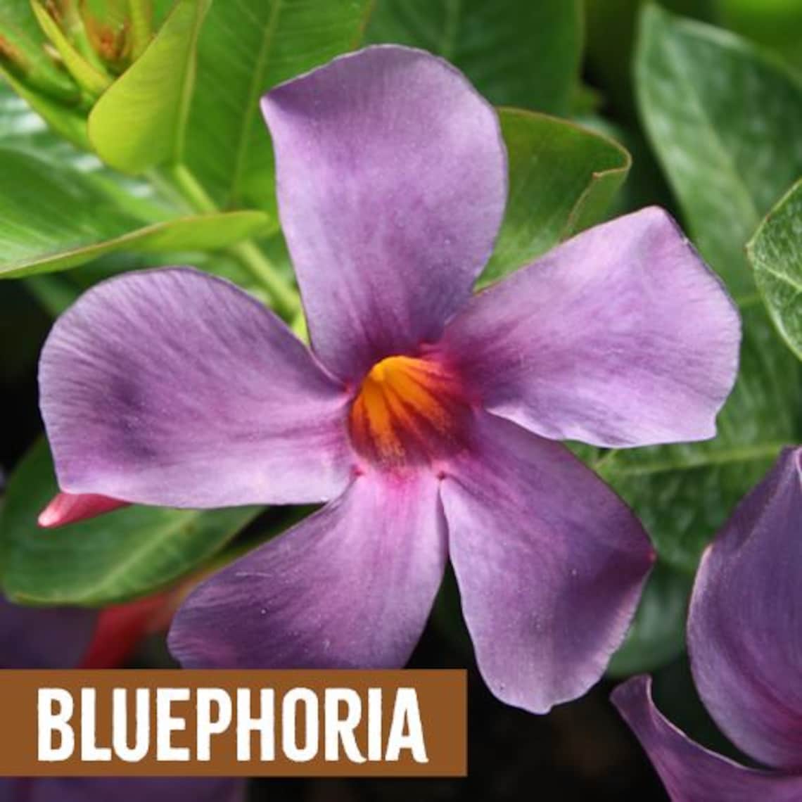 Bluephoria Mandevilla Vine 1 Gallon – Rare Blue Mandevilla, Tropical ...