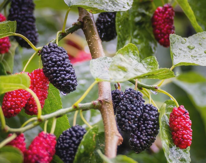 Mojo Dwarf Mulberry Tree: Compact Patio Fruit Tree (4" Pot) - Etsy