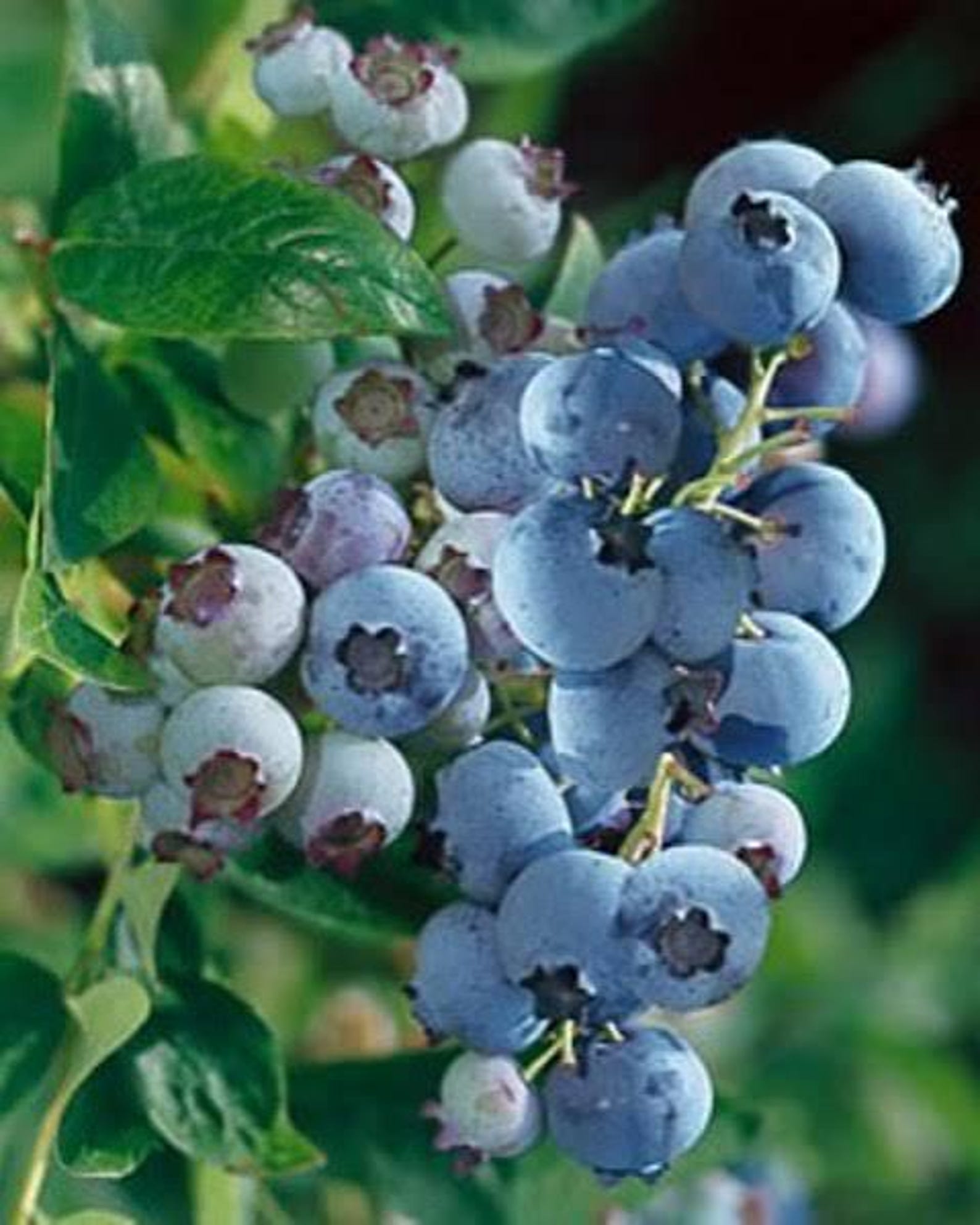 Powder Blue Blueberry Bush: Late-season Rabbit Eye Variety - Etsy