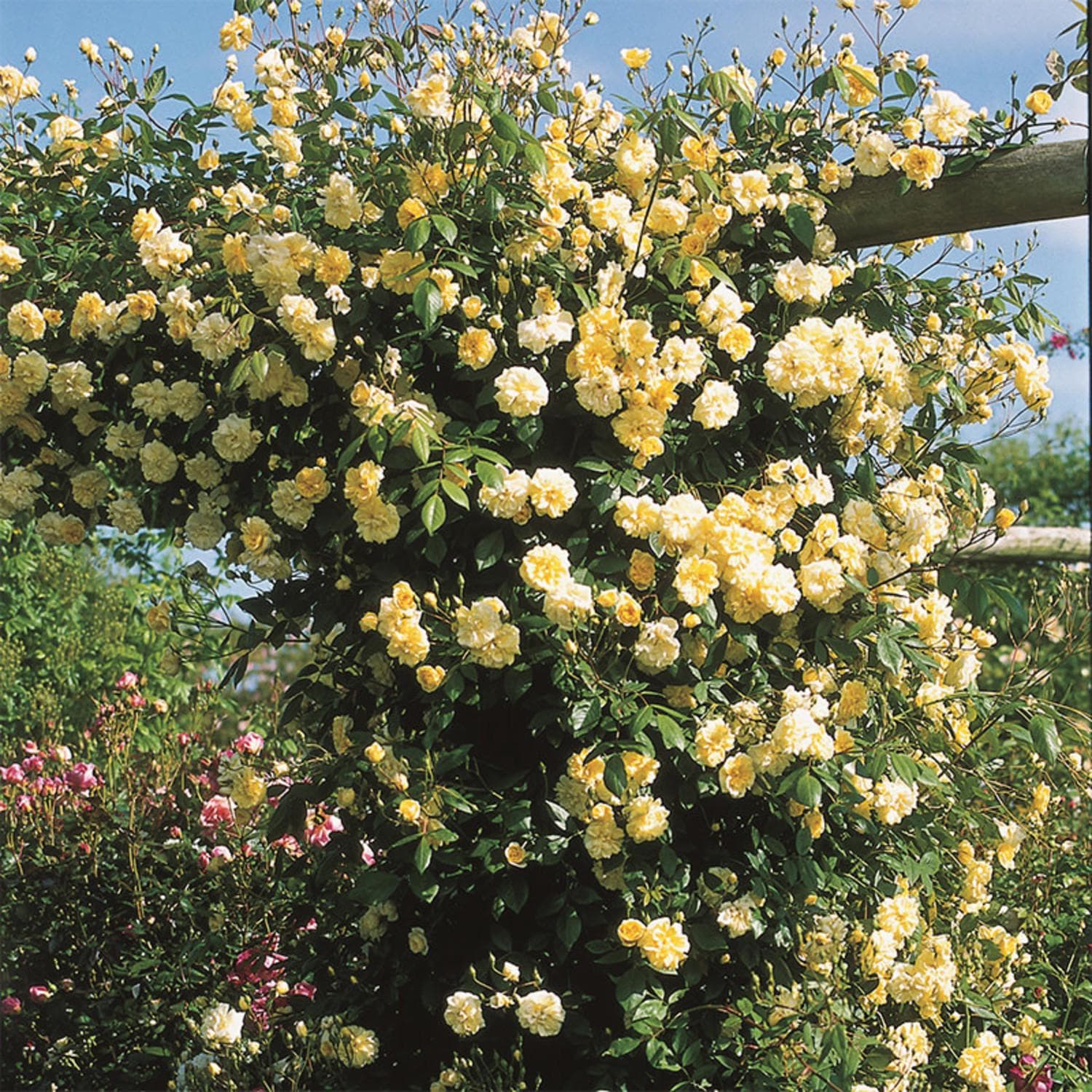 Lady Banks Climbing Rose: Thornless Yellow Perennial Vine - 2ft Starter ...