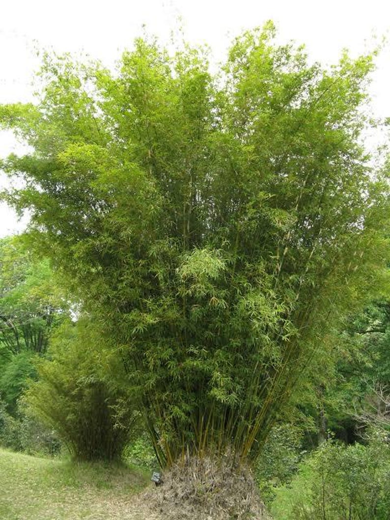 Golden Goddess Bamboo – 3 Gallon Clumping Bamboo Privacy Screen | Fast ...