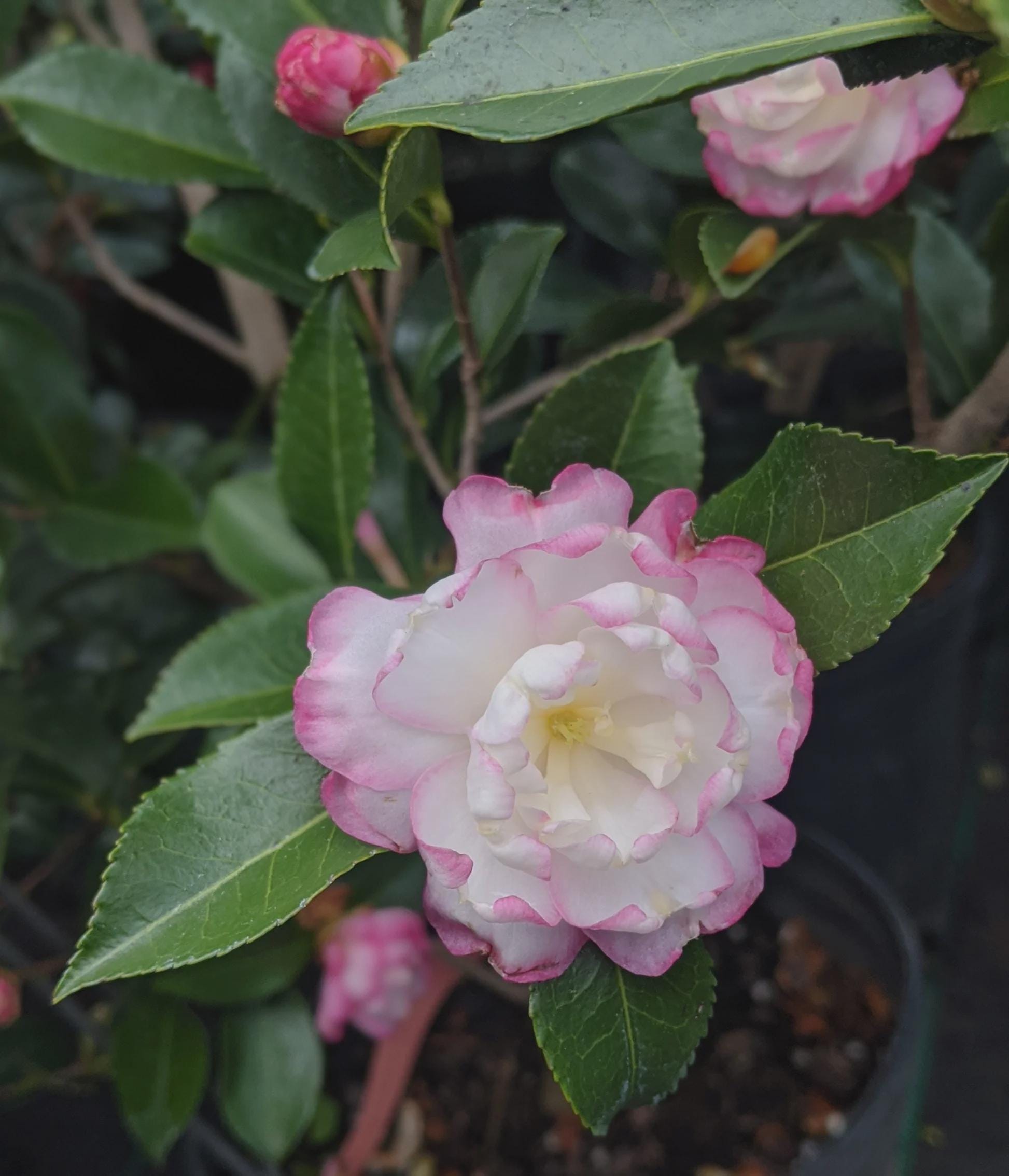Leslie Ann Camellia Shrub: Pink & White Blooms, Evergreen Southern ...