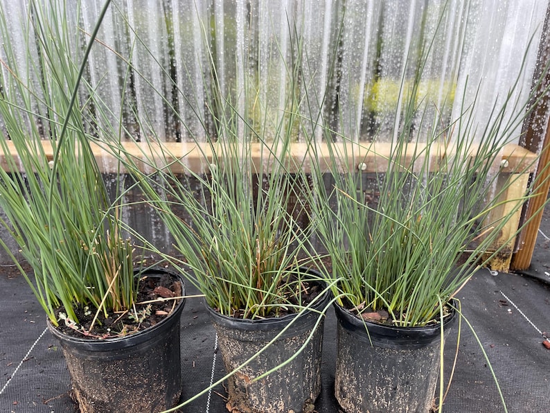 Blue Arrows Juncus 1 Gallon | Upright Blue-green Rush | Rain Garden ...