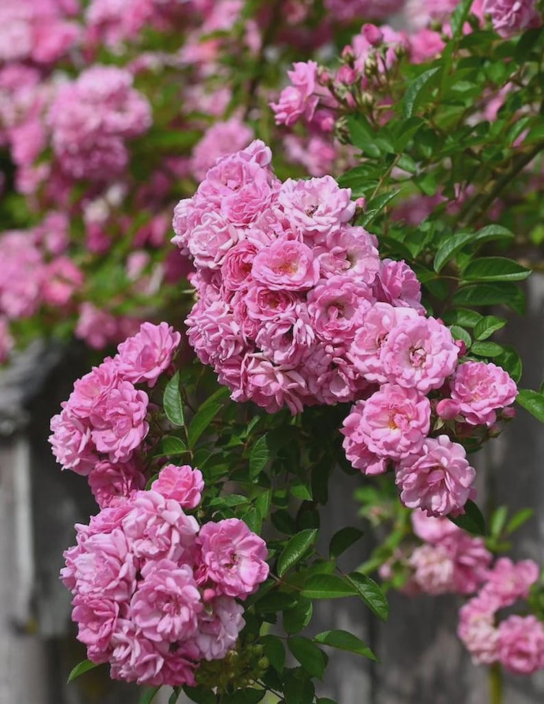 Peggy Martin Rose Bush – Hardy Climbing Rose With Pink Blooms ...