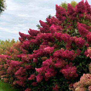 Berry White Hydrangea Tree Shrub – First Editions Panicle Hydrangea ...