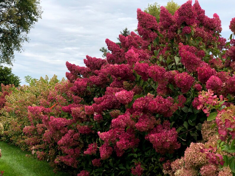Berry White Hydrangea Tree Shrub – First Editions Panicle Hydrangea ...