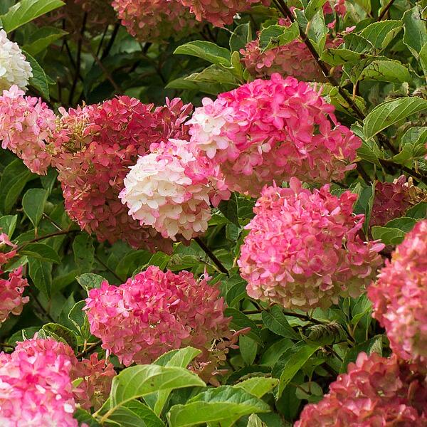Berry White Hydrangea Tree Shrub – First Editions Panicle Hydrangea ...