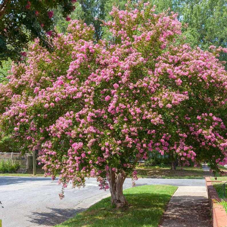Sioux Crape Myrtle - 8 Inch/1 Gallon Pot - Vibrant Pink Blooms ...