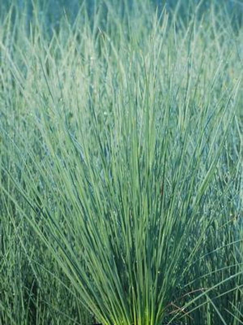 Blue Arrows Juncus 1 Gallon | Upright Blue-green Rush | Rain Garden ...