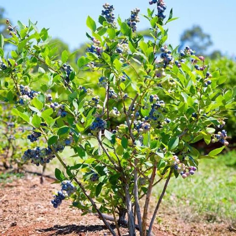 Austin Blueberry Bush: Early-season Rabbit Eye Variety - 1 Gallon Live ...