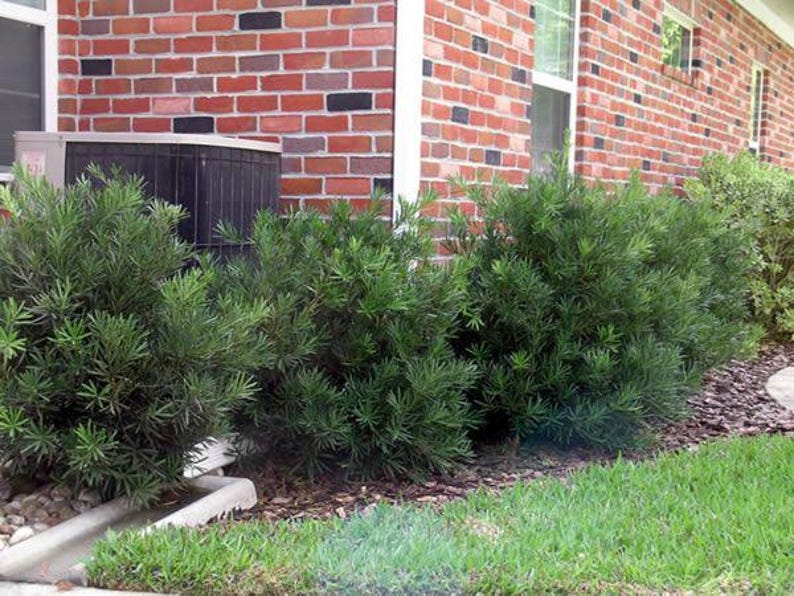 Dwarf Pringles Yew (podocarpus) – 1 Gallon Live Plant - Etsy