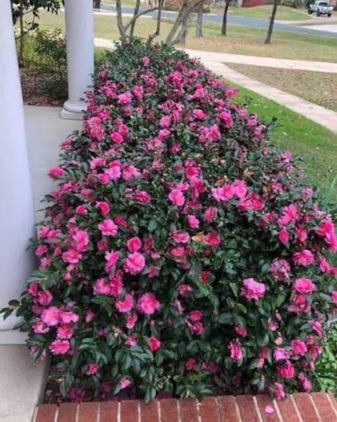 Shishi Gashira Camellia – Dwarf Evergreen Pink Blooms – Fall to Early ...