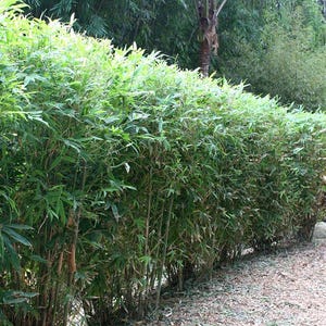 Golden Goddess Bamboo – 3 Gallon Clumping Bamboo Privacy Screen | Fast ...