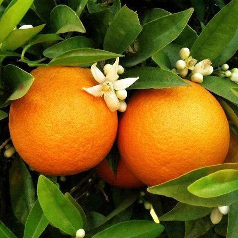 Hamlin Orange Tree 2–3 Ft Tall Live Citrus Plant – Easy Growing Sweet ...