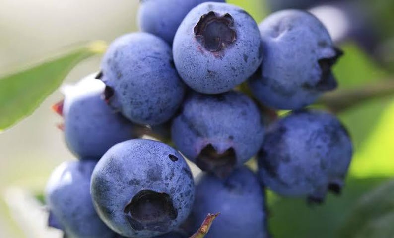 Austin Blueberry Bush: Early-season Rabbit Eye Variety - 1 Gallon Live ...