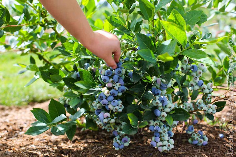 Powder Blue Blueberry Bush: Late-season Rabbit Eye Variety - Etsy